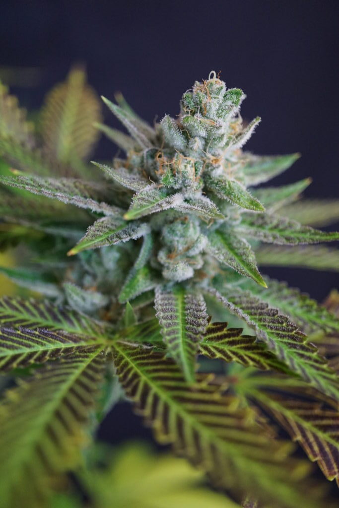 Night Nurse Colorado Seed Inc